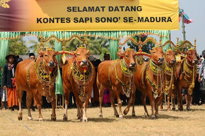 Sapi Sapi Bersolek Dari Madura